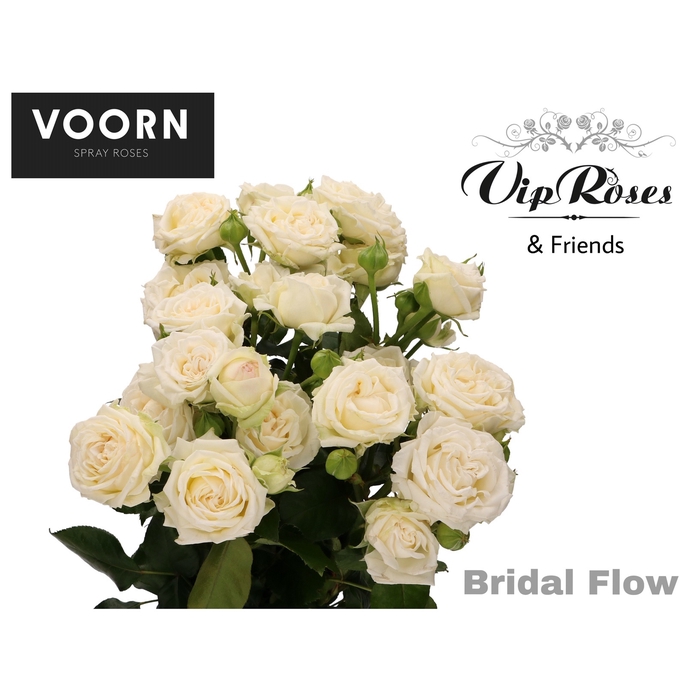 Vip Roses Webshop