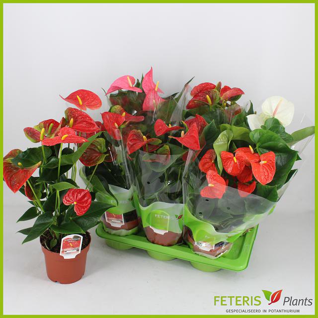 Fleuromarché B.V. Webshop