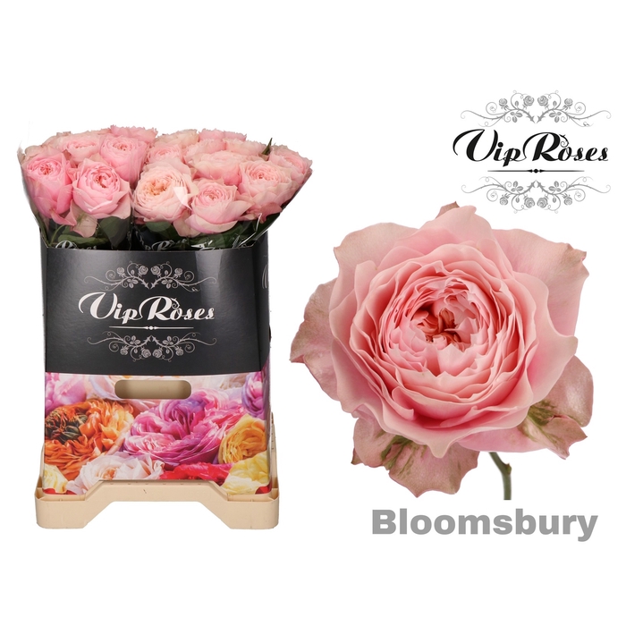 Vip Roses Webshop