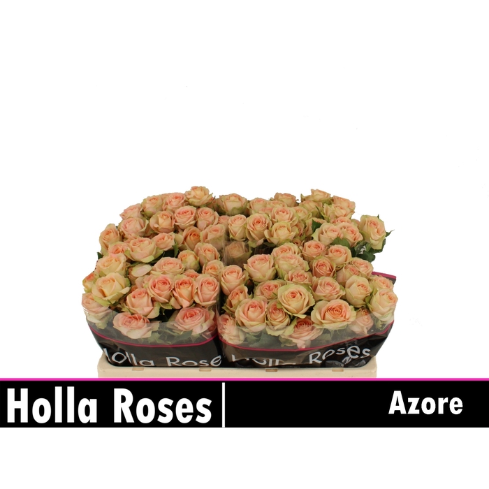Holla Roses Webshop