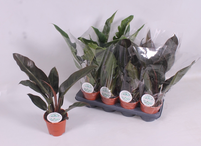 Les fleurs de Deborah