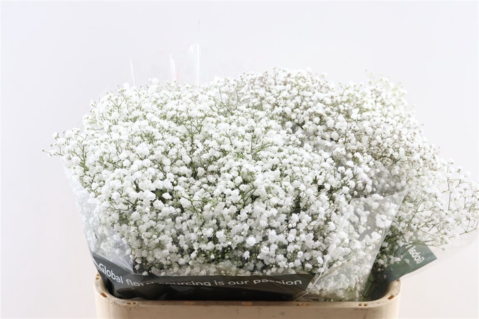 Lansu Plant Webshop
