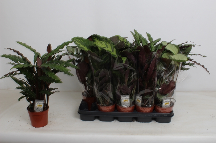 Fleuromarché B.V. Webshop