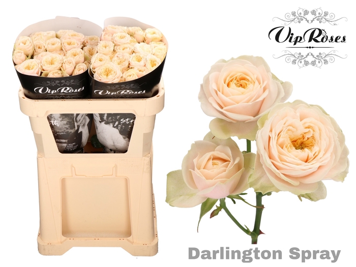 Vip Roses Webshop