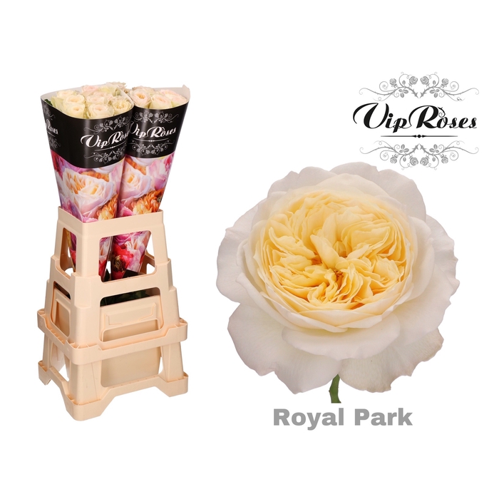 Vip Roses Webshop