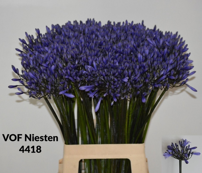 Duivenvoorden Driessen Webshop