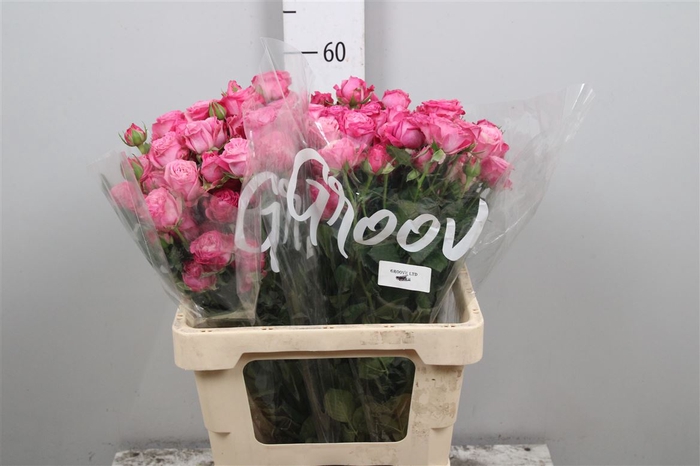 A&Z Flowers Webshop