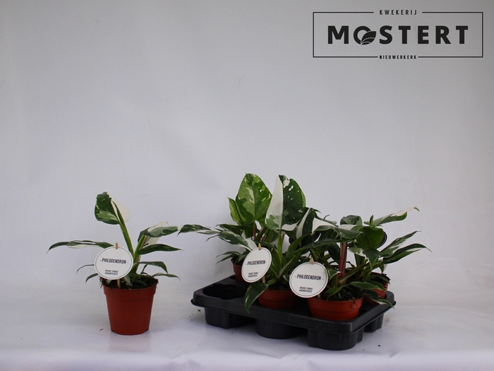 Les fleurs de Deborah