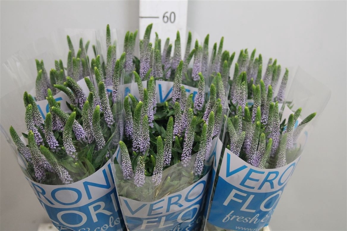 A&Z Flowers Webshop