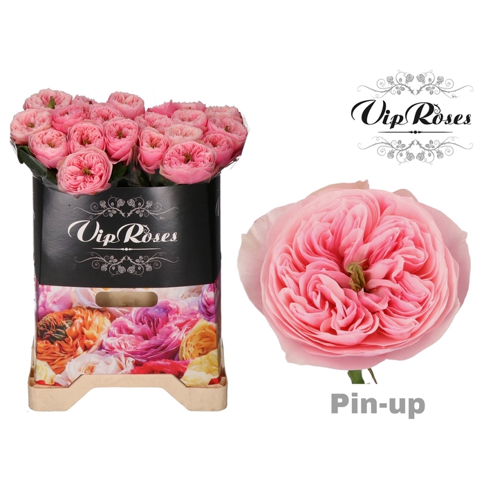 Vip Roses Webshop
