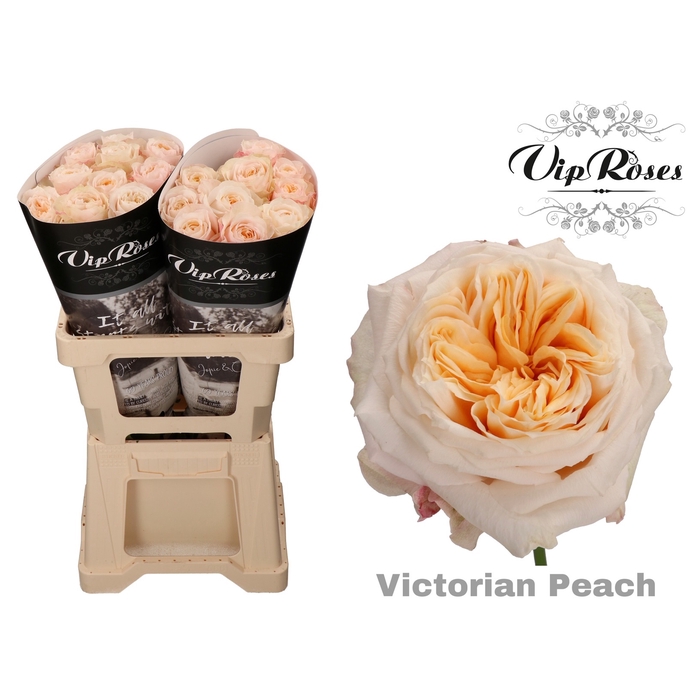 Vip Roses Webshop