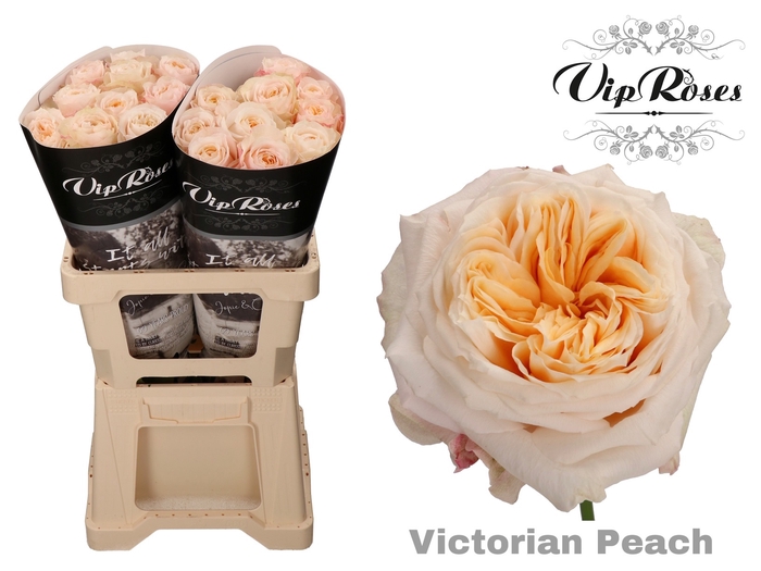 Vip Roses Webshop