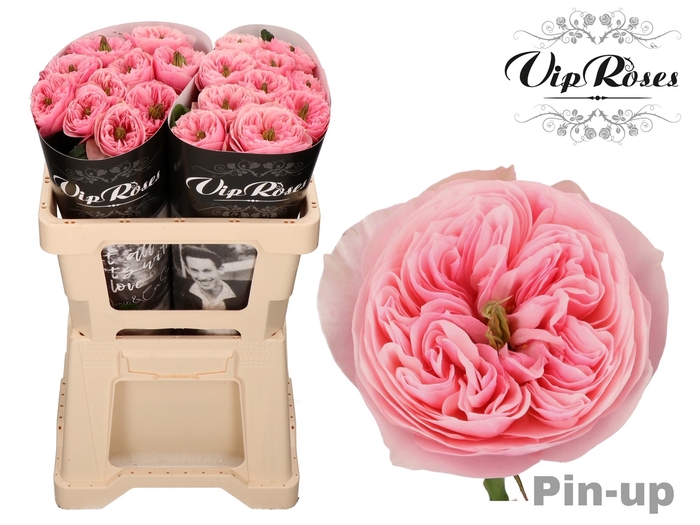 Vip Roses Webshop