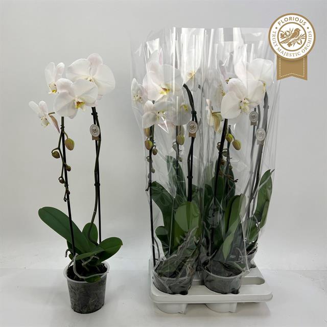 Helios Webshop