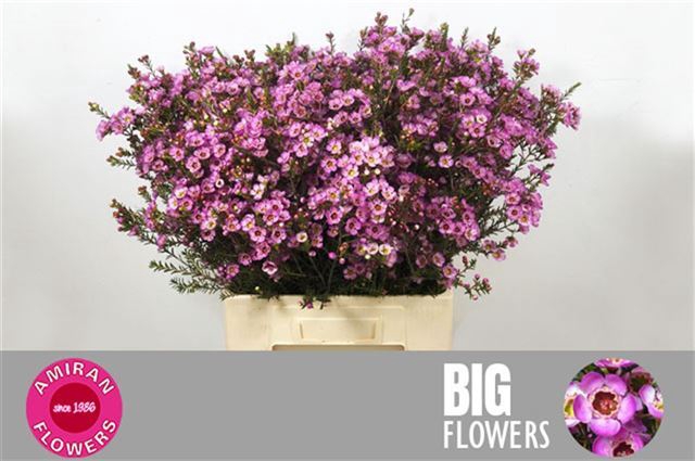 PP Flowers Webshop