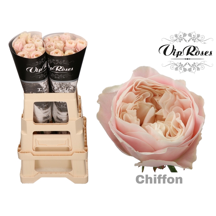 Vip Roses Webshop