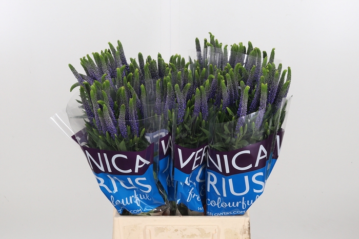 A&Z Flowers Webshop