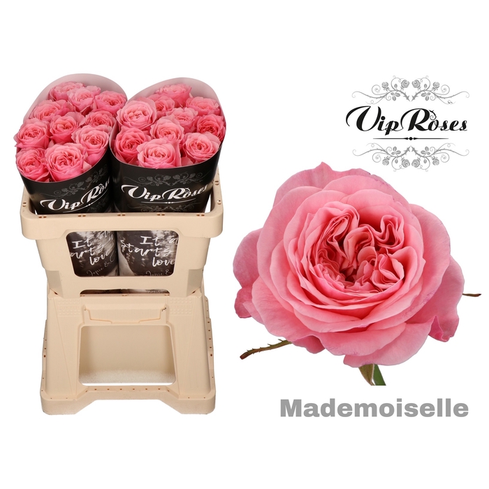 Vip Roses Webshop