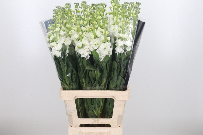 PP Flowers Webshop