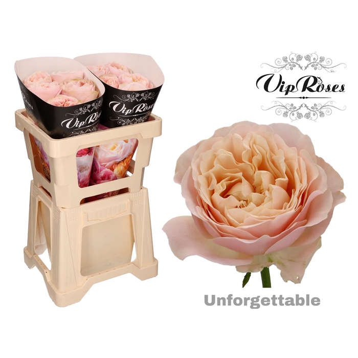 Vip Roses Webshop