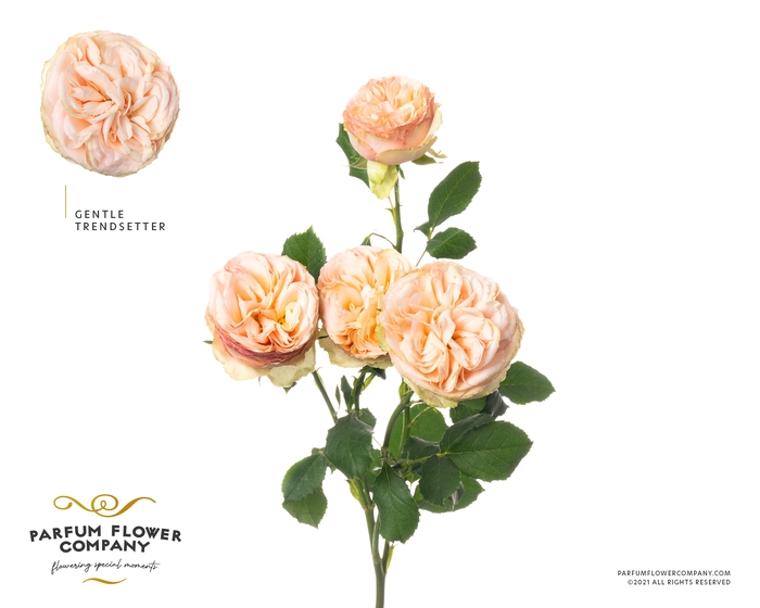 A&Z Flowers Webshop