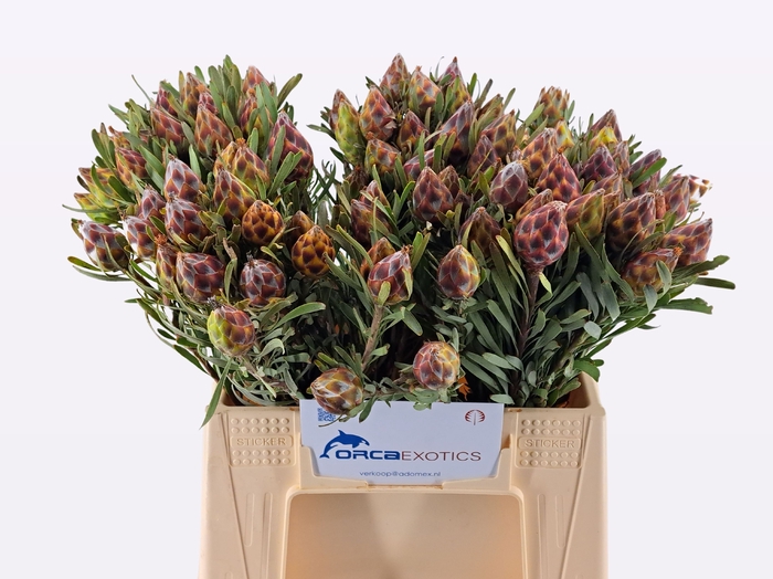 Helios Webshop