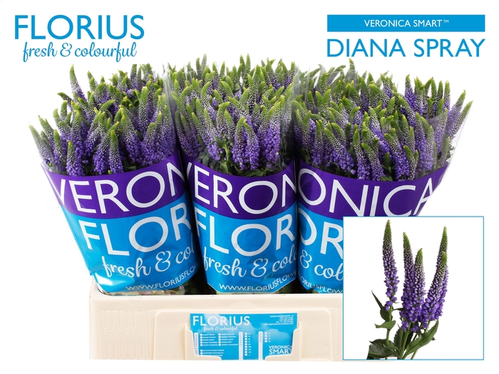 PP Flowers Webshop