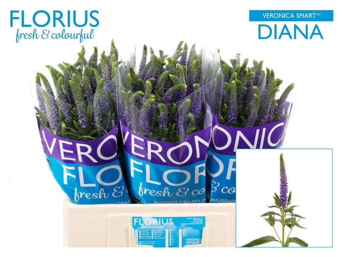PP Flowers Webshop