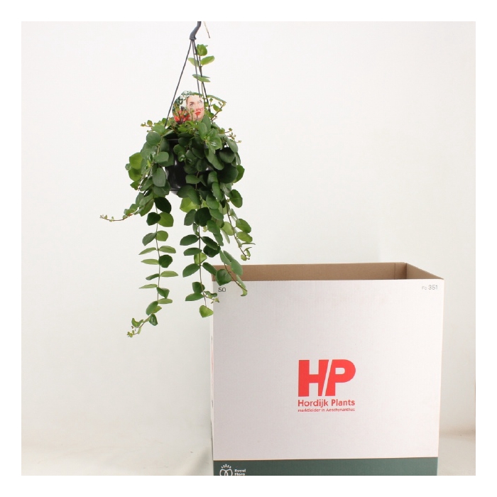 Lion Fleurex Webshop