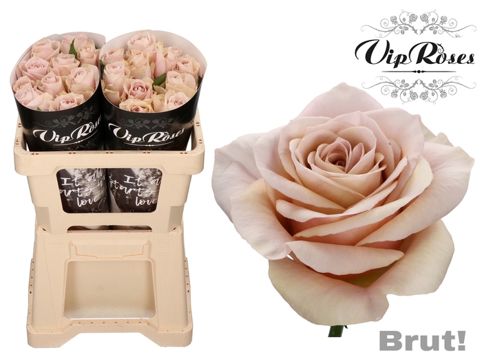 Vip Roses Webshop