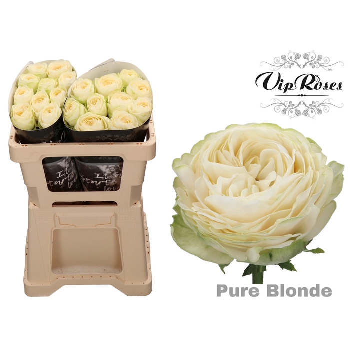 Vip Roses Webshop