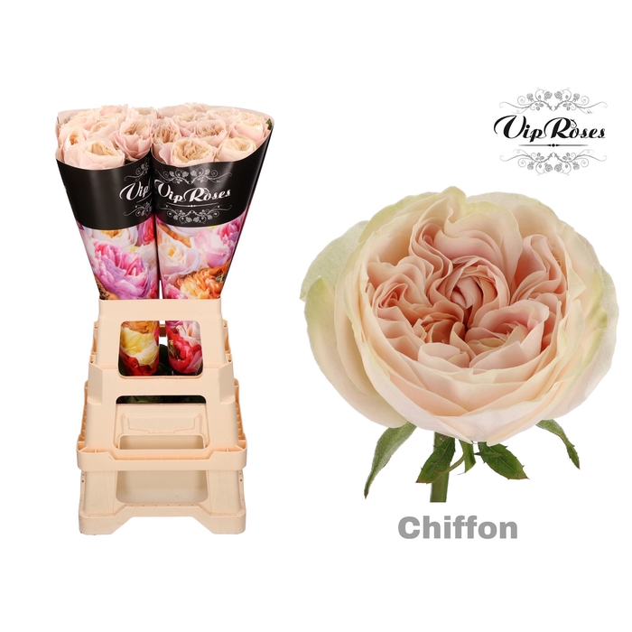 Vip Roses Webshop