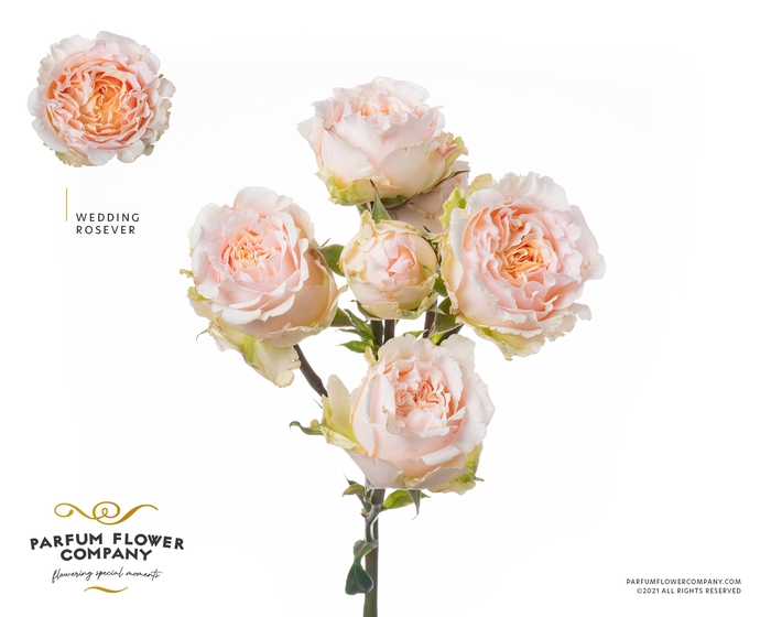 A&Z Flowers Webshop