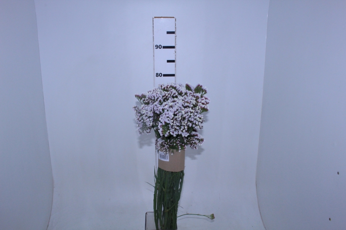 Holambelo - Loja Gran Flora