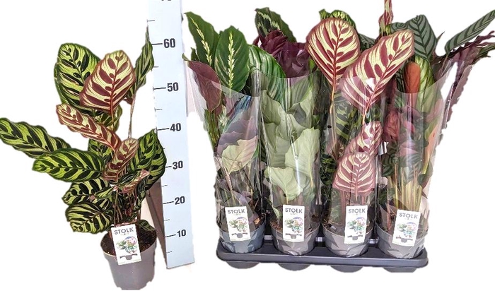 Les fleurs de Deborah