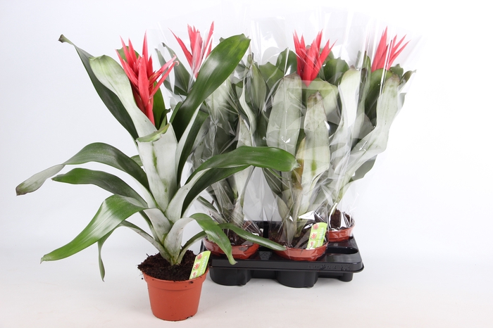 Les fleurs de Deborah