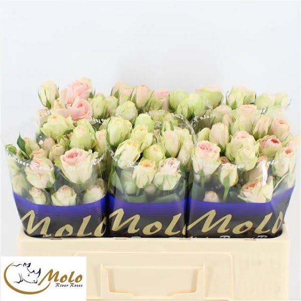 Fleurilink Webshop