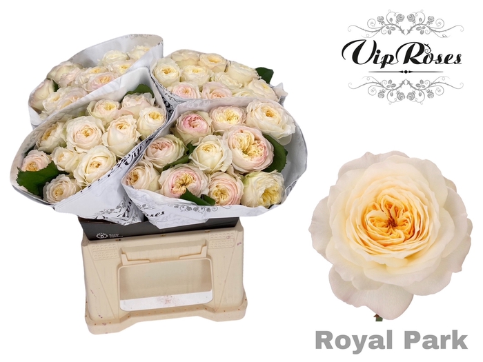 Vip Roses Webshop