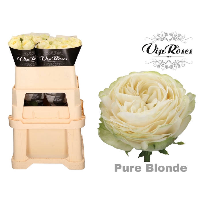 Vip Roses Webshop