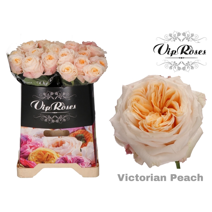 Vip Roses Webshop