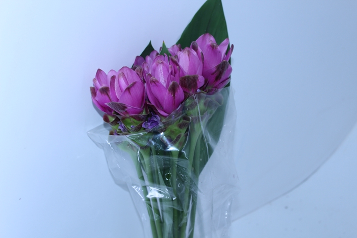 Holambelo - Loja Gran Flora