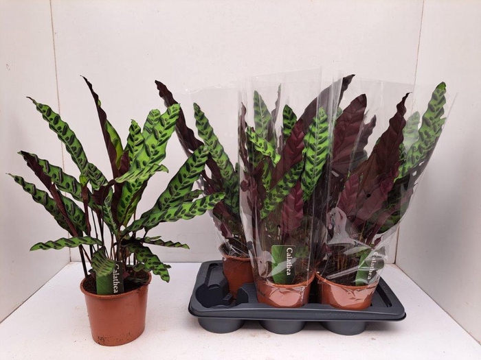 Les fleurs de Deborah