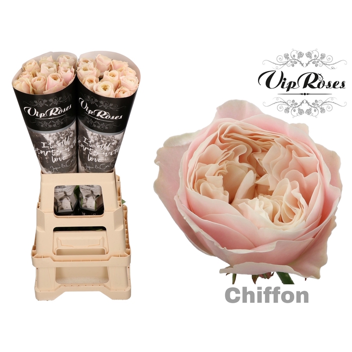 Vip Roses Webshop