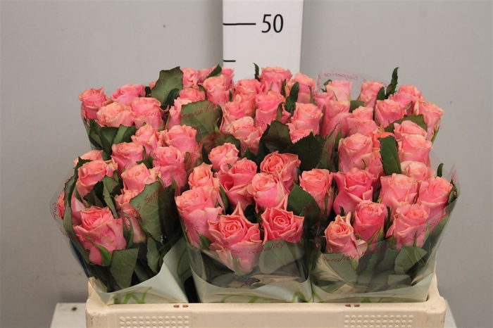 A&Z Flowers Webshop