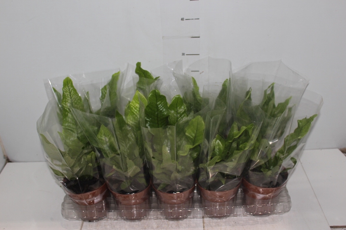 Holambelo - Loja Gran Flora