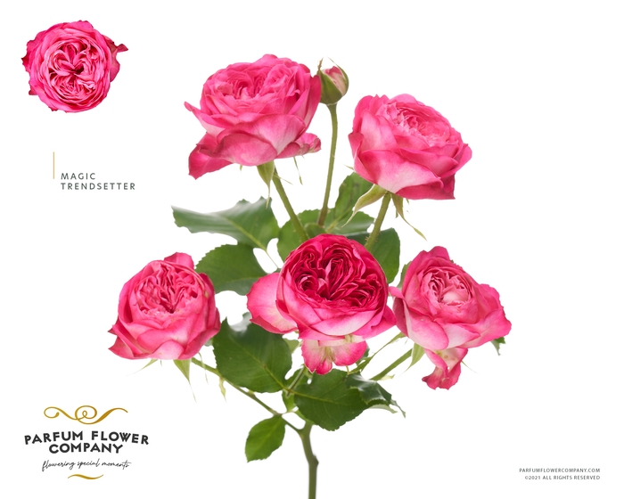 A&Z Flowers Webshop