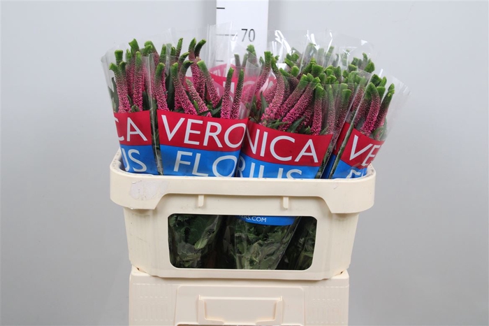 A&Z Flowers Webshop