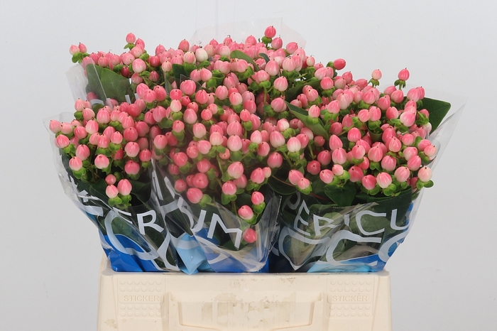 PP Flowers Webshop