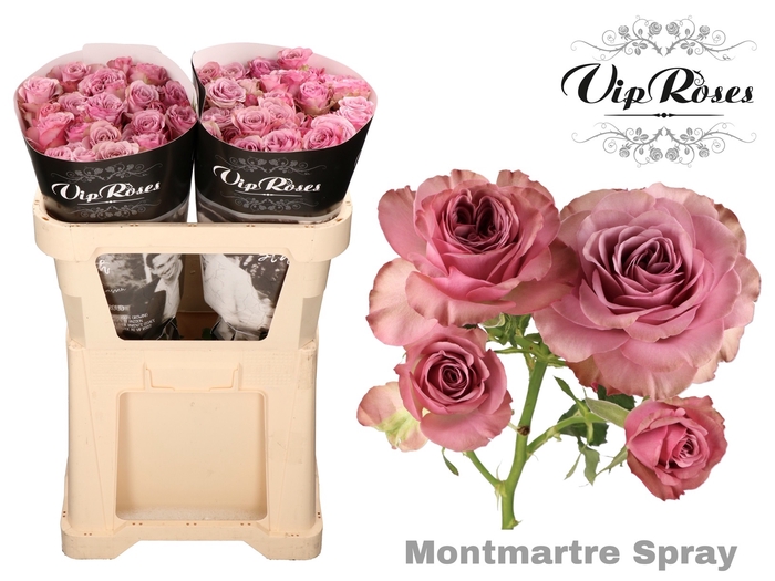 Vip Roses Webshop