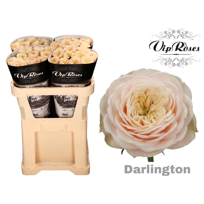 Vip Roses Webshop
